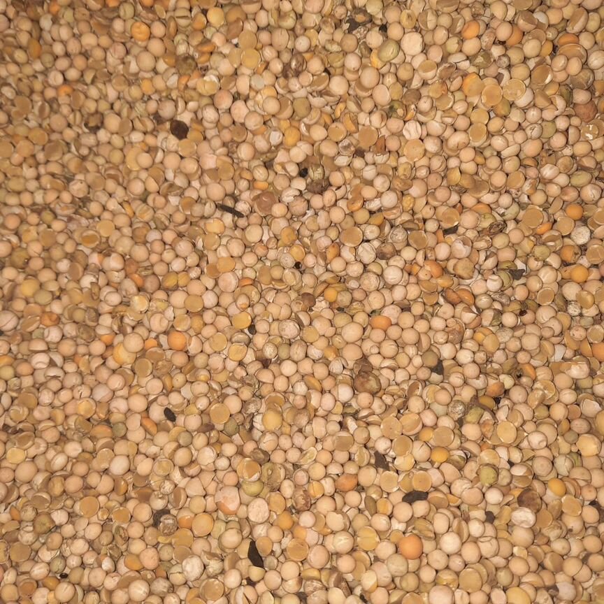 Горох фуражный