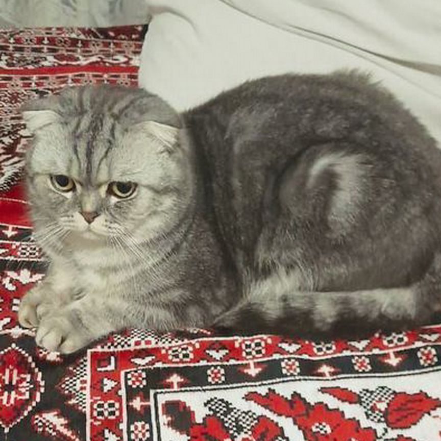 Британский кот вязка