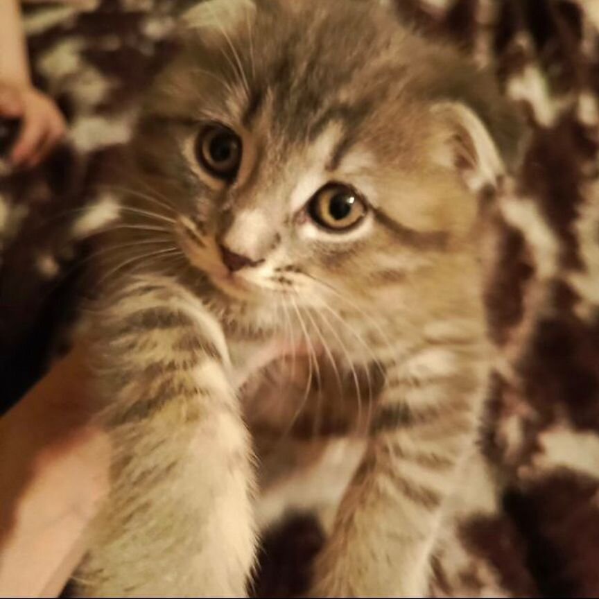 Шотландская вислоухая кошка