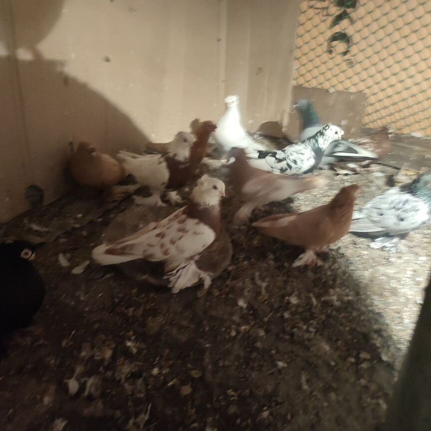 Голуби узбеки