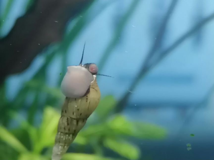 Улитки мелании отдам бесплатно