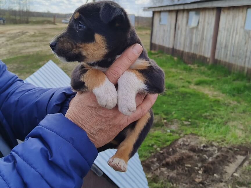 Лапочки щеночки