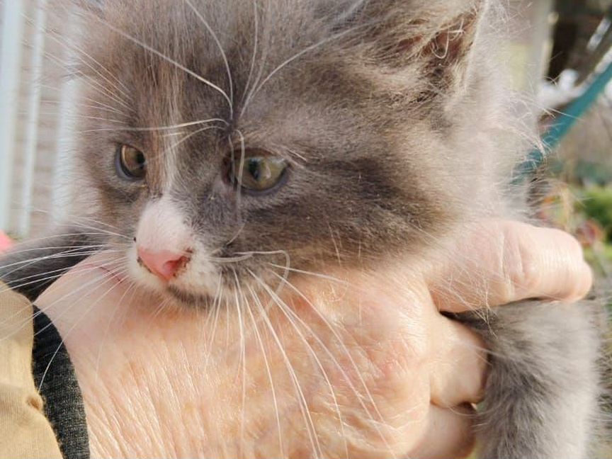 Два брошенных котёнка