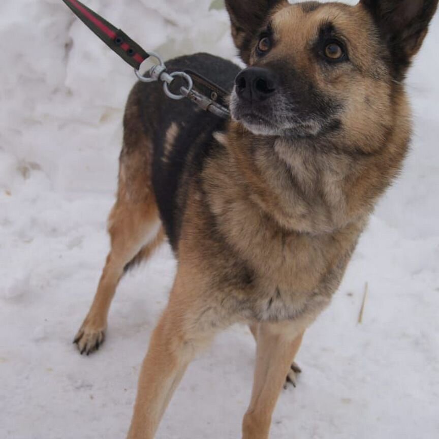 Чудесный пес пропадает в приюте