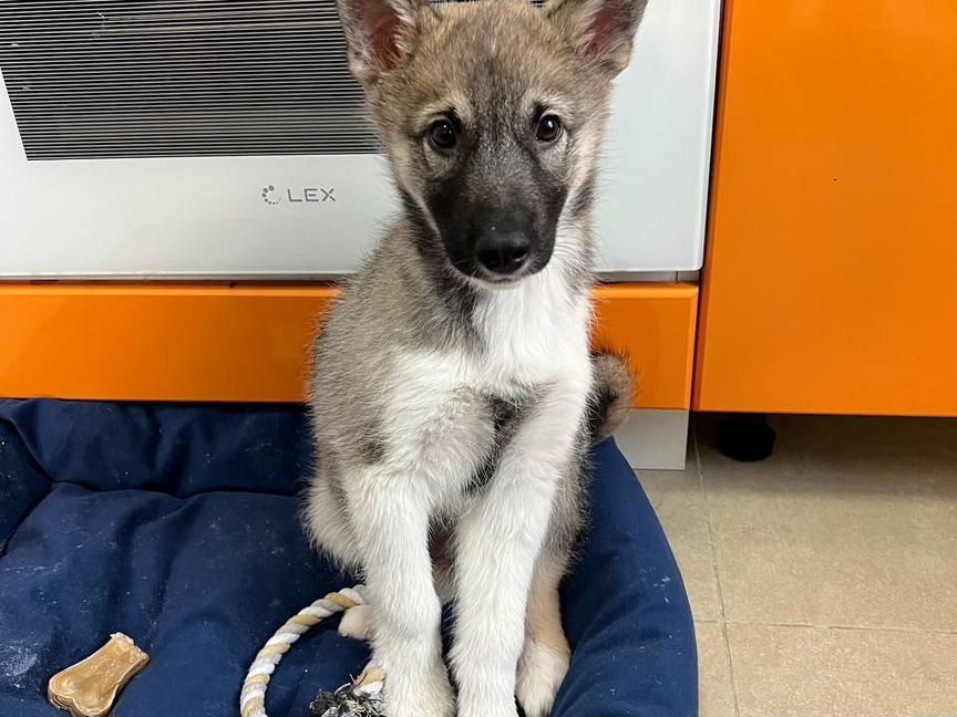 Щенок волчонок из Якутска