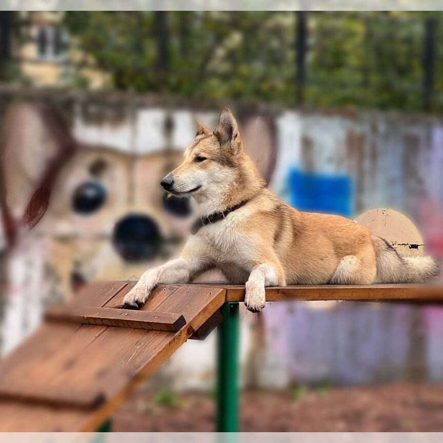 Собака огонь ищет зажигательную семью