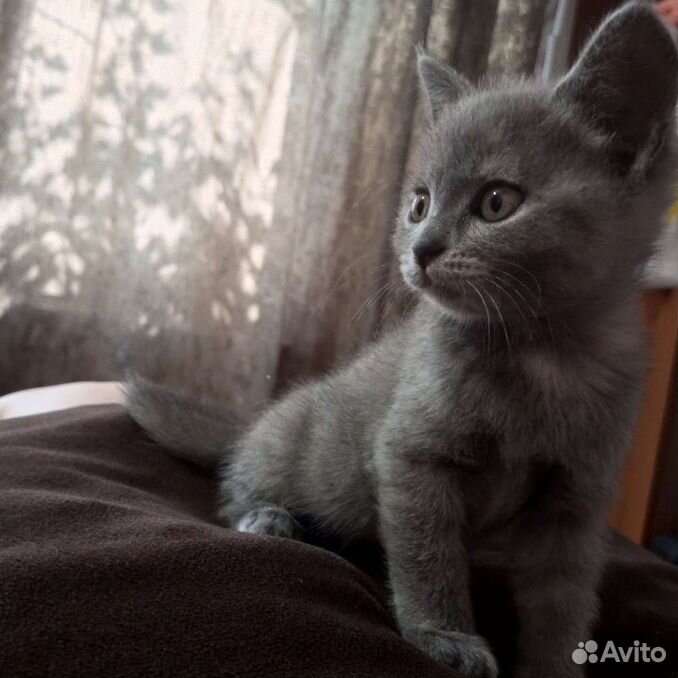 Отдам котят полукровок