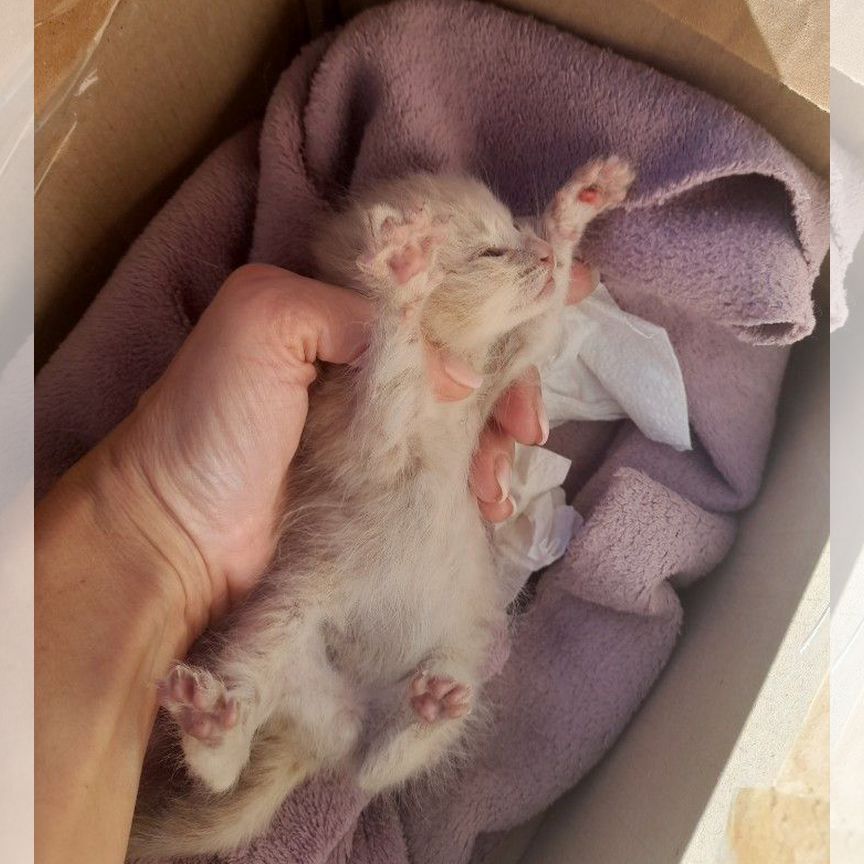 Нужна кормящая кошка