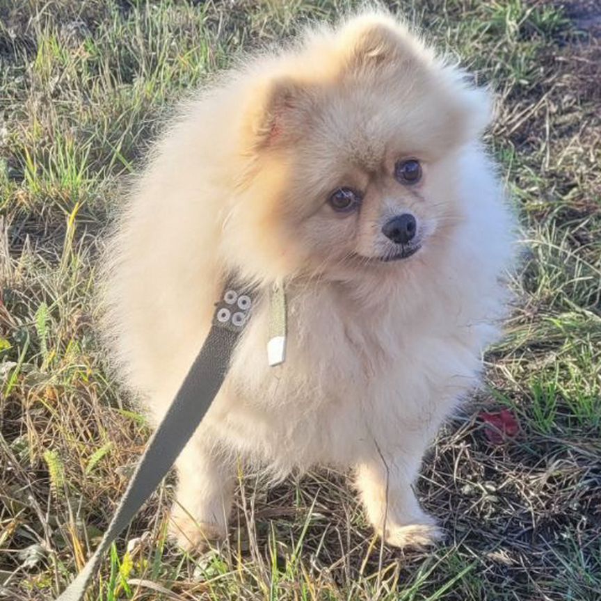 Немецкий шпиц, взрослая собака