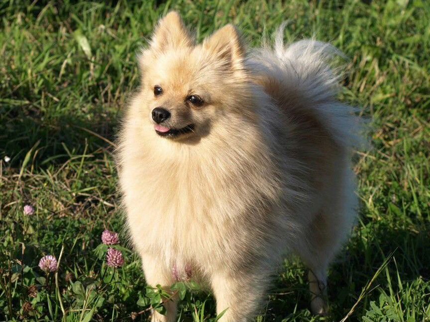 Немецкий шпиц девочка