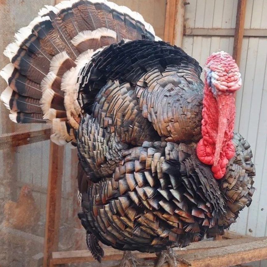 Индюки домашние на племя