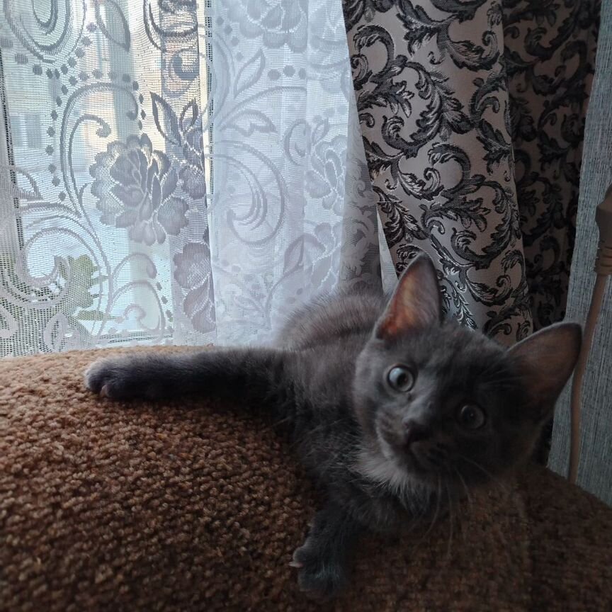 Котенок, мальчик