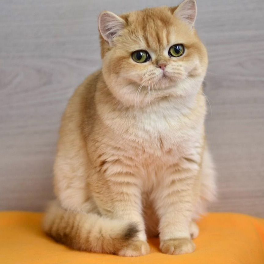 Продам кошечку золотая шиншилла