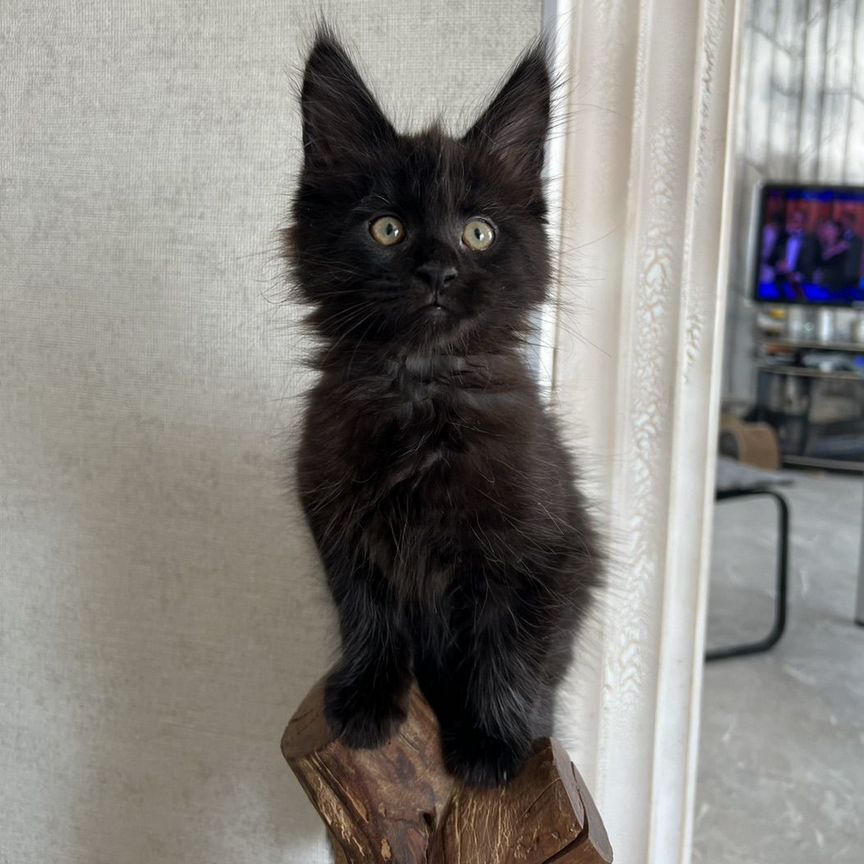 Мейн-кун котёнок