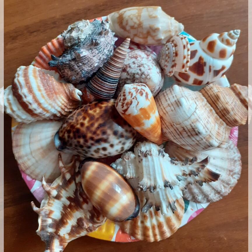 Набор морских раковин