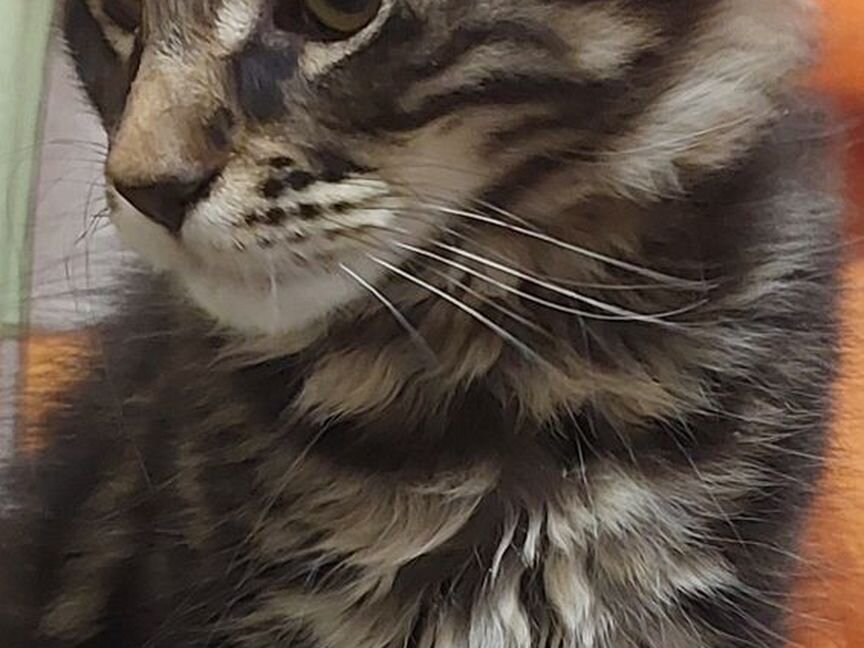 Кошка майкун classic