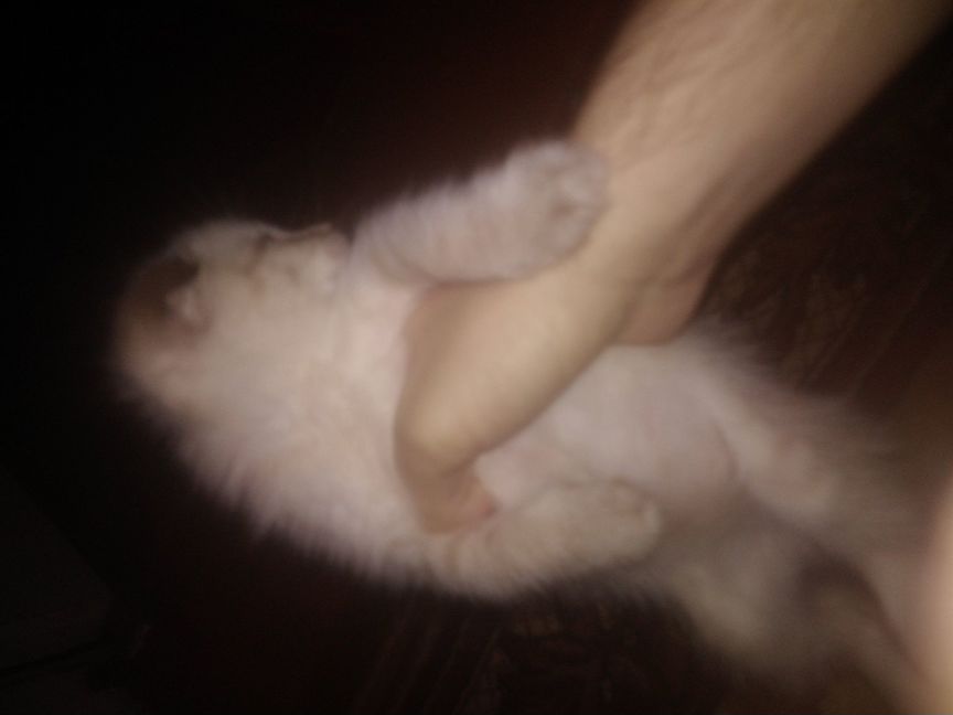 Котёнок породистый, 3месяца, шотландец/британец
