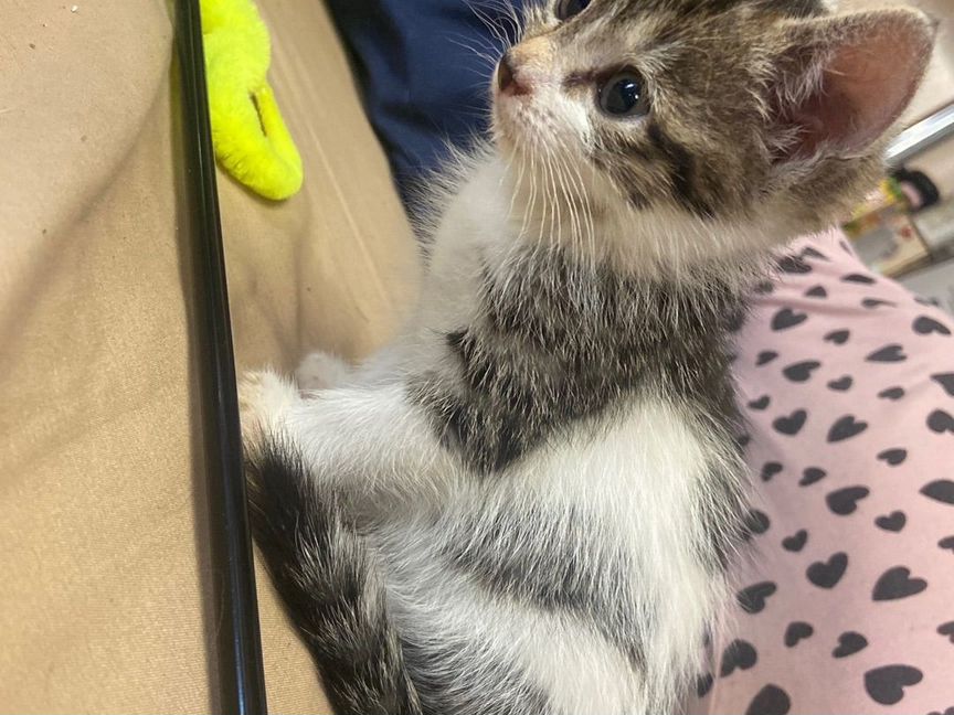 Котёнок в добрые руки