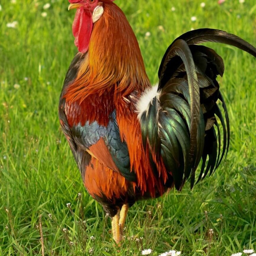 Петух молодой