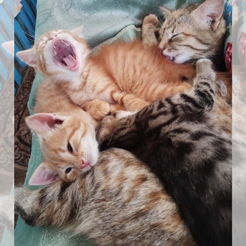 Котята в добрые руки