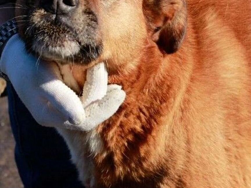 Милая Бакса