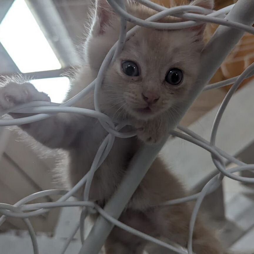 Котёнок отдам за шоколадку