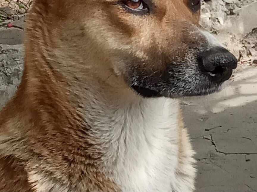 Пес ищет дом