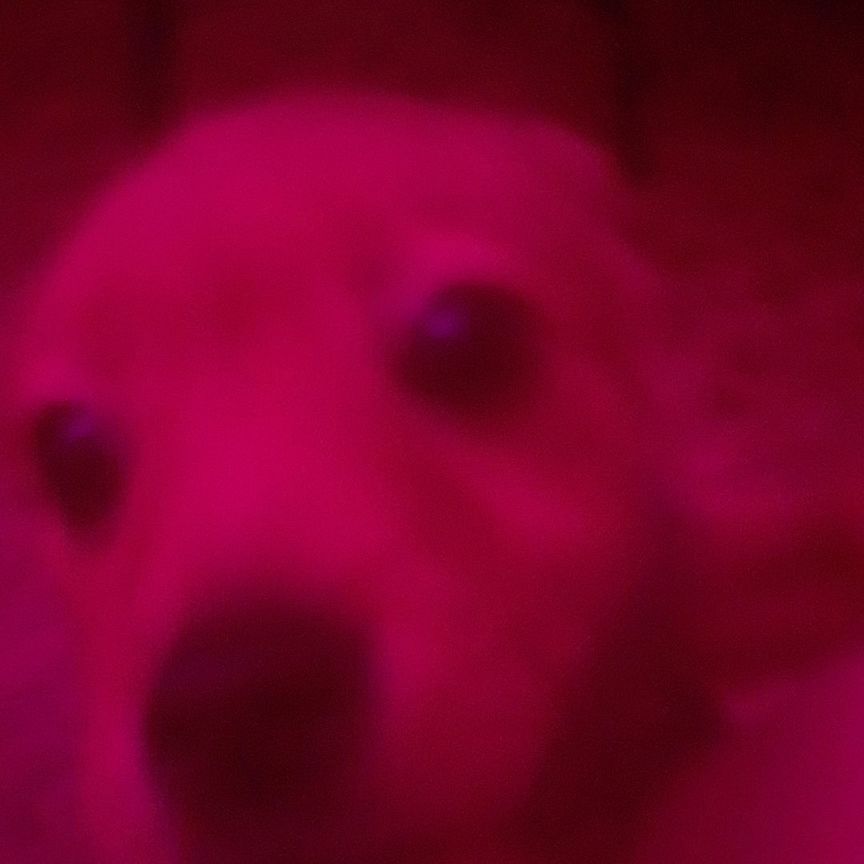 Отдам щенка бесплатно