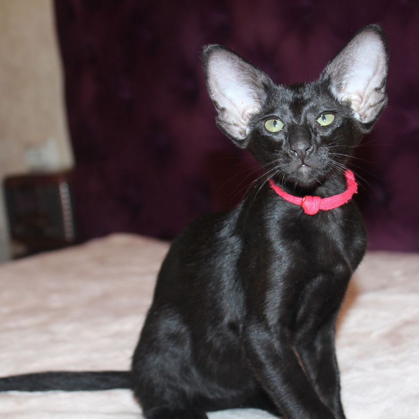 Ориентальная