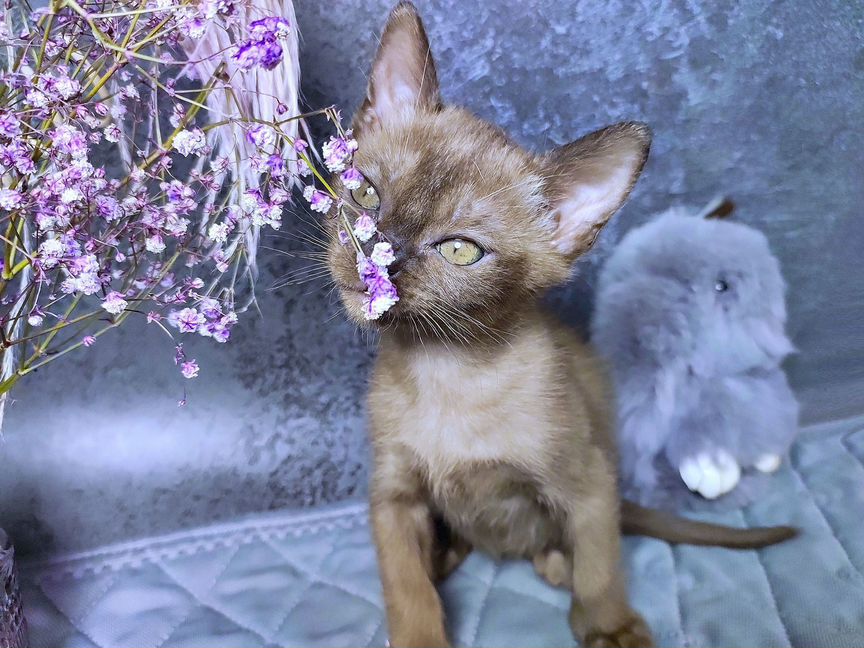 Котята бурмята