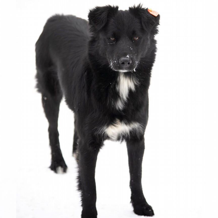 Бордер-колли, взрослая собака