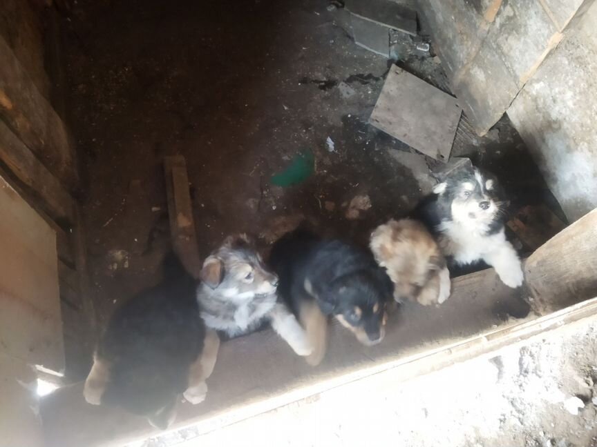 Отдаю бесплатно щенят в хорошие руки
