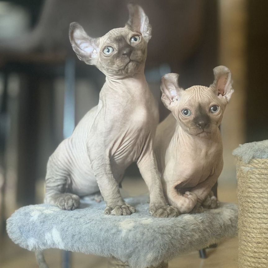 Канадский сфинкс котёнок