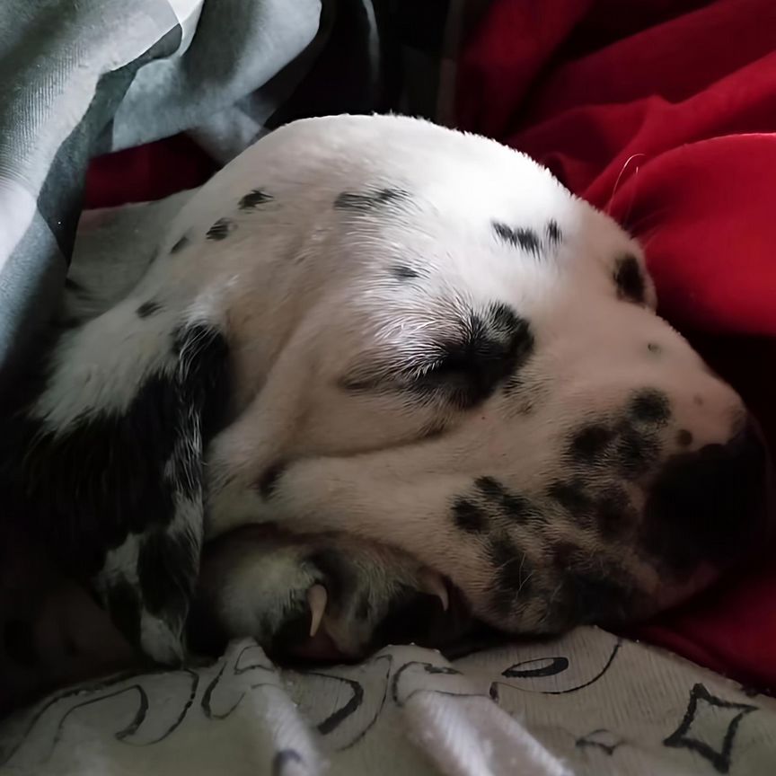 Далматин, щенок