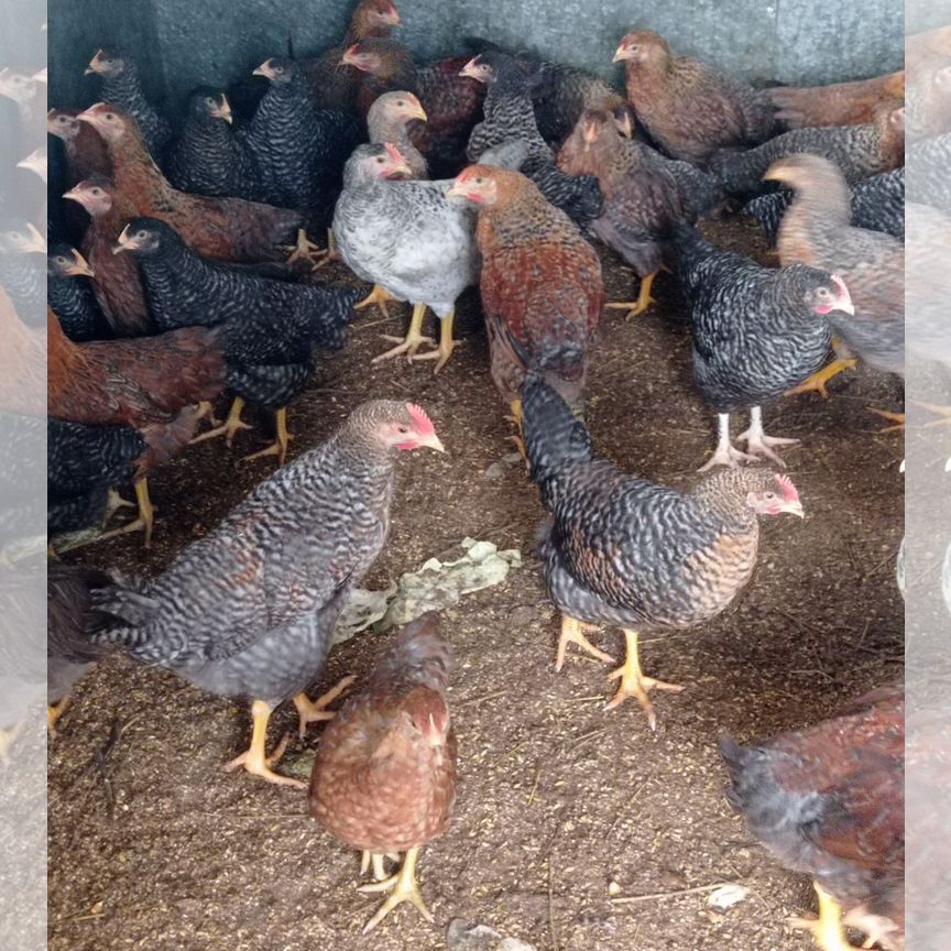 Цыплята несушки подрощенные