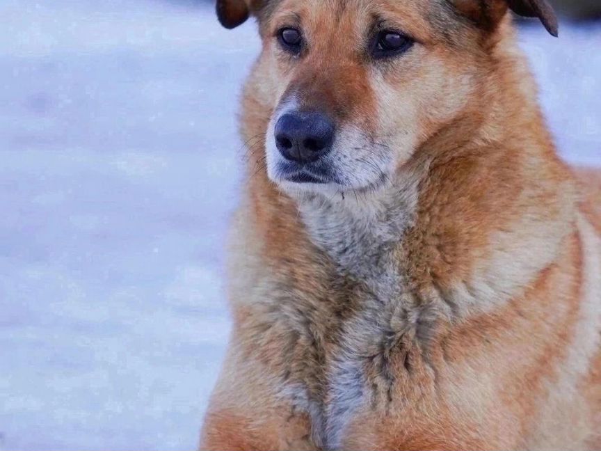 Мандаринка ищет любящую семью