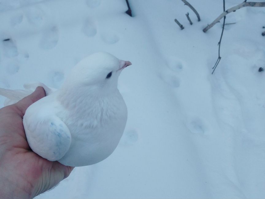 Голуб белый бесплатно