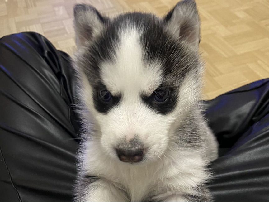 Щенок Сиьирской Хаски