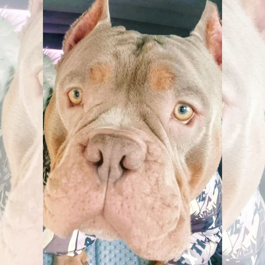 Американский булли, взрослый пёс