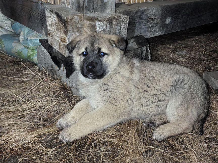 Щенки в добрые руки