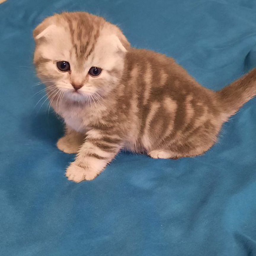 Шотландский вислоухий короткошёрстный котёнок