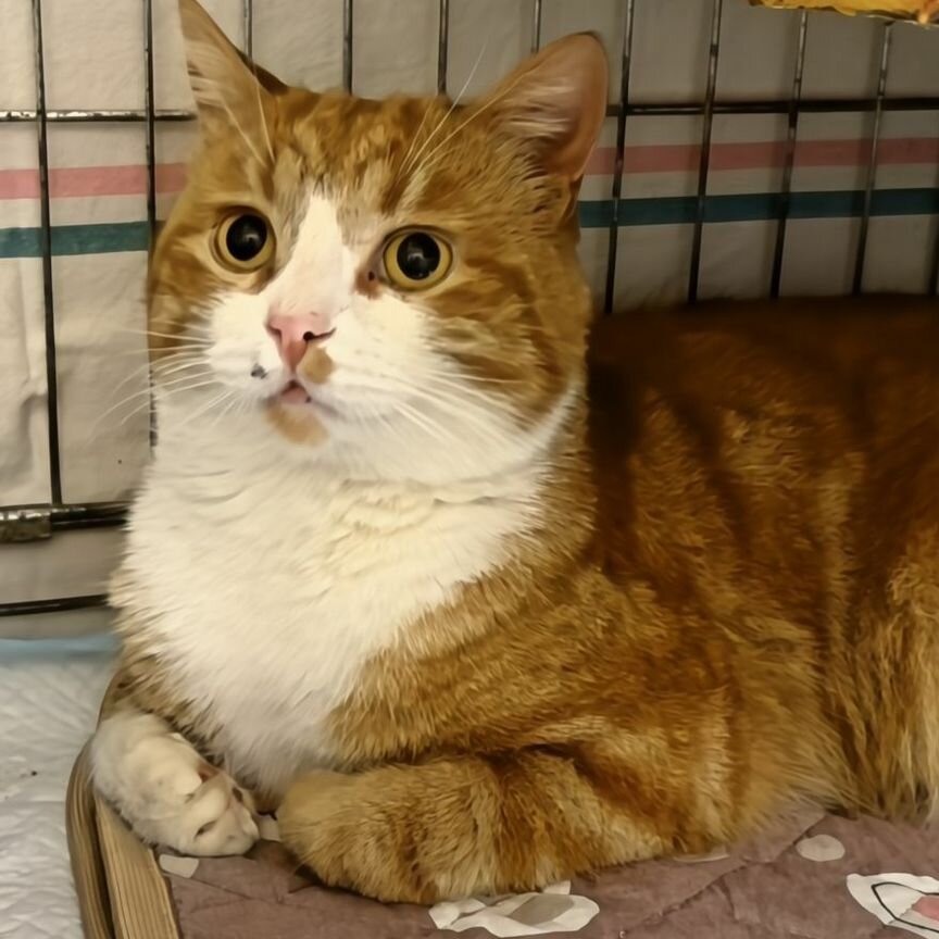 Взрослая кошка в добрые руки