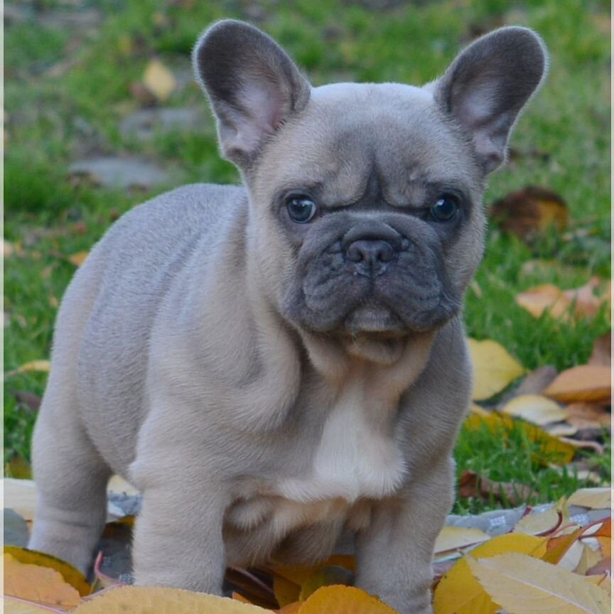 Французский бульдог, щенок