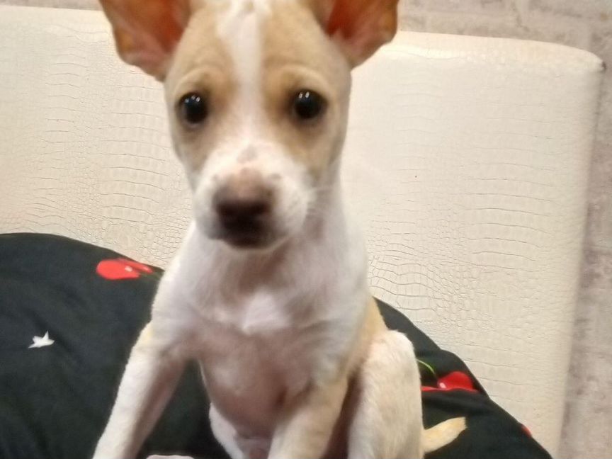 Собака Той-терьер