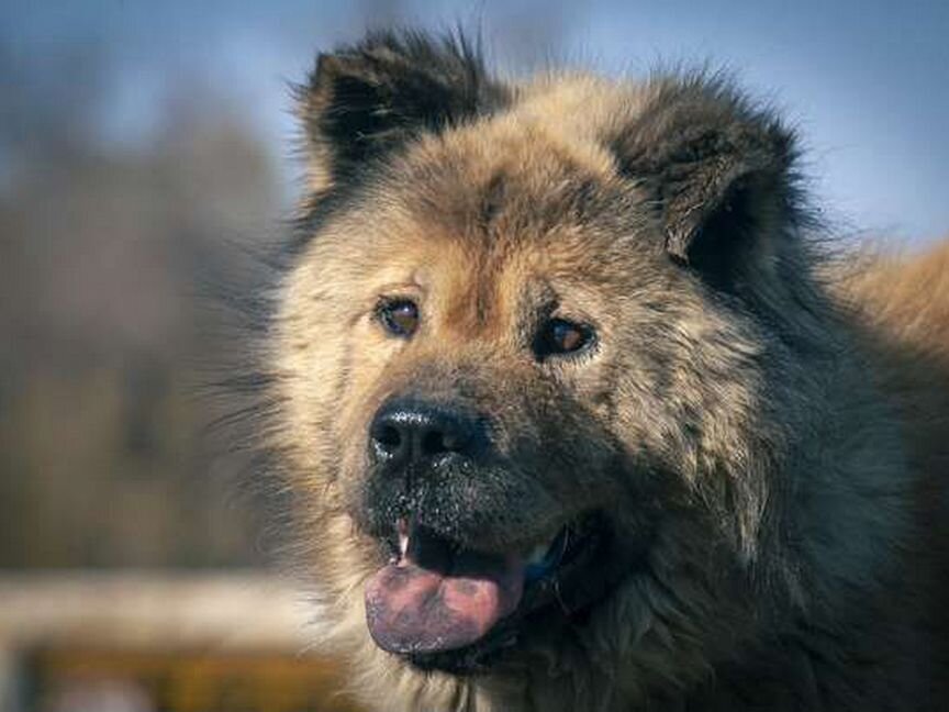 Пёс Чау-чау Чиполлино в добрые руки