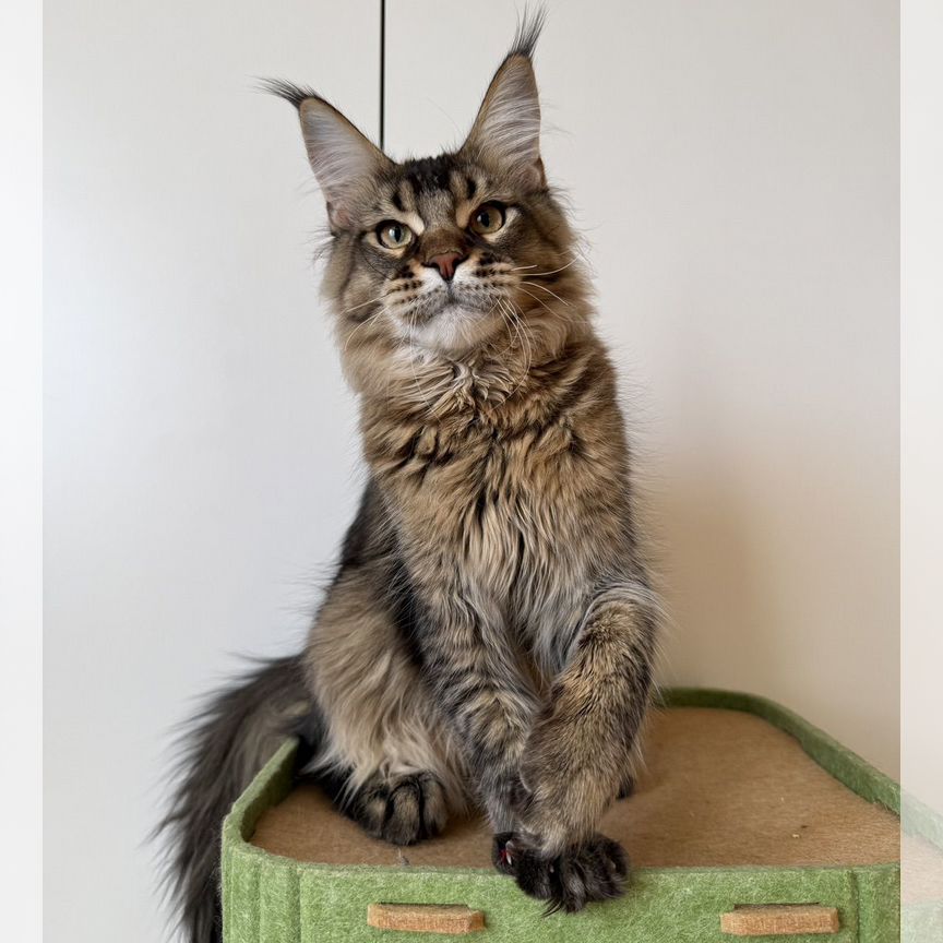 Мейн-кун котёнок