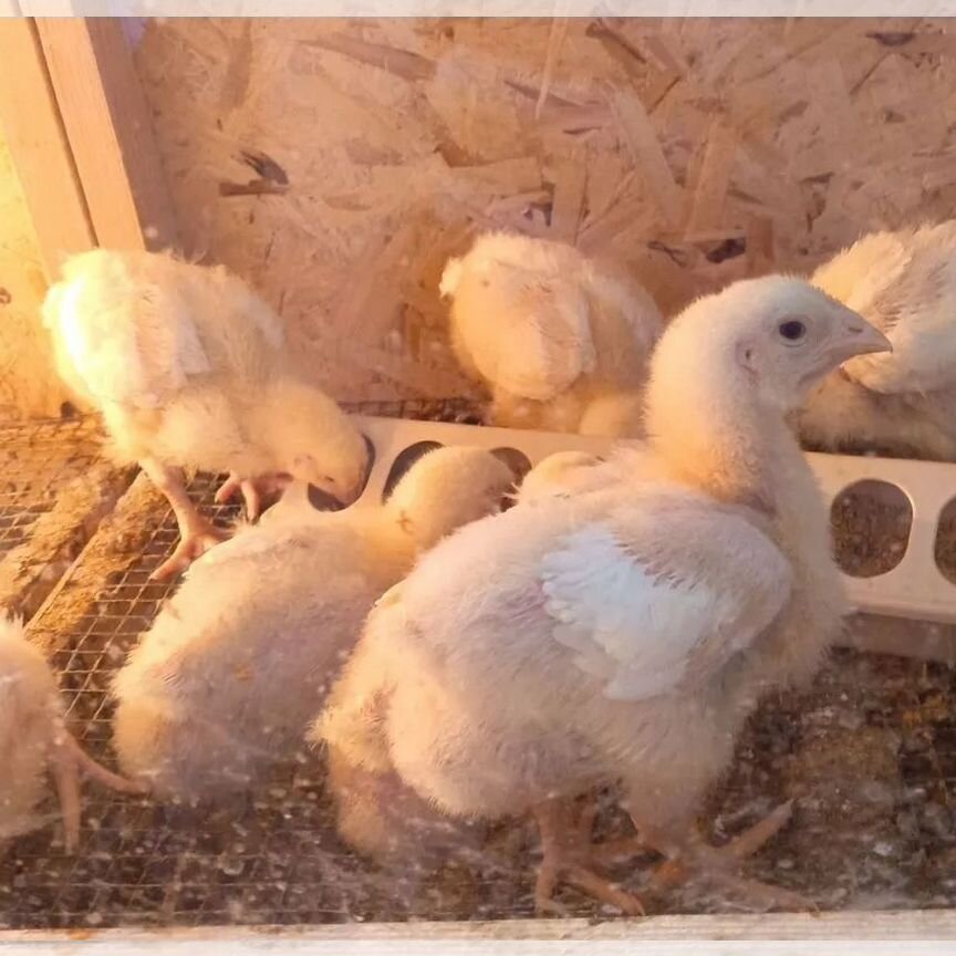 Продам подрощенных бройлерных цыплят 10 дневных