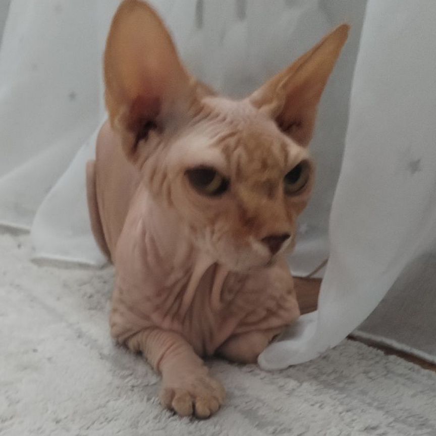 Канадский сфинкс, взрослый кот