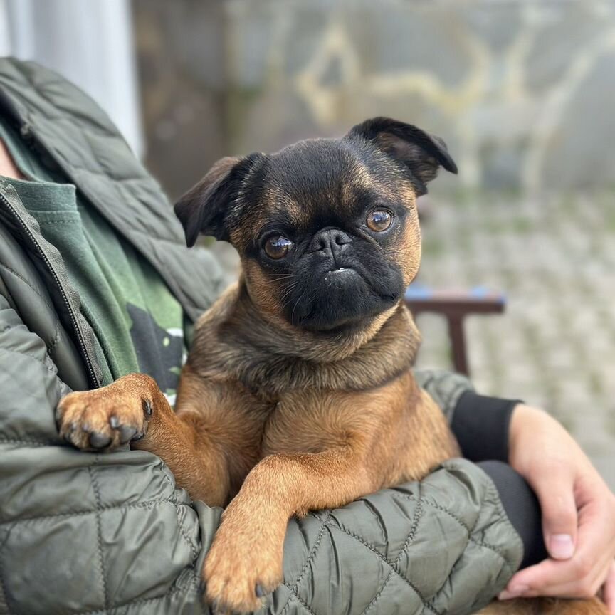 Пти брабансон