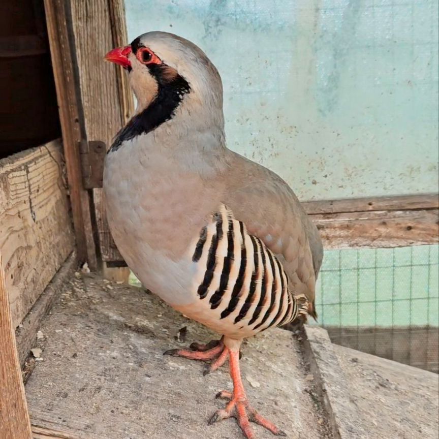Азиатский кеклик самец